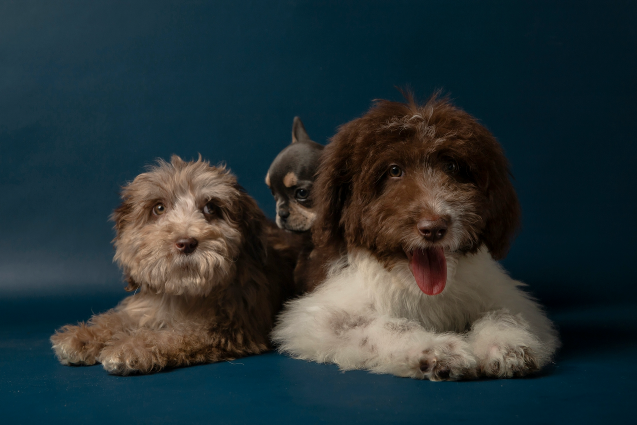 Dogs That Don't Shed: Fur-Free Pets | Allergy Defender