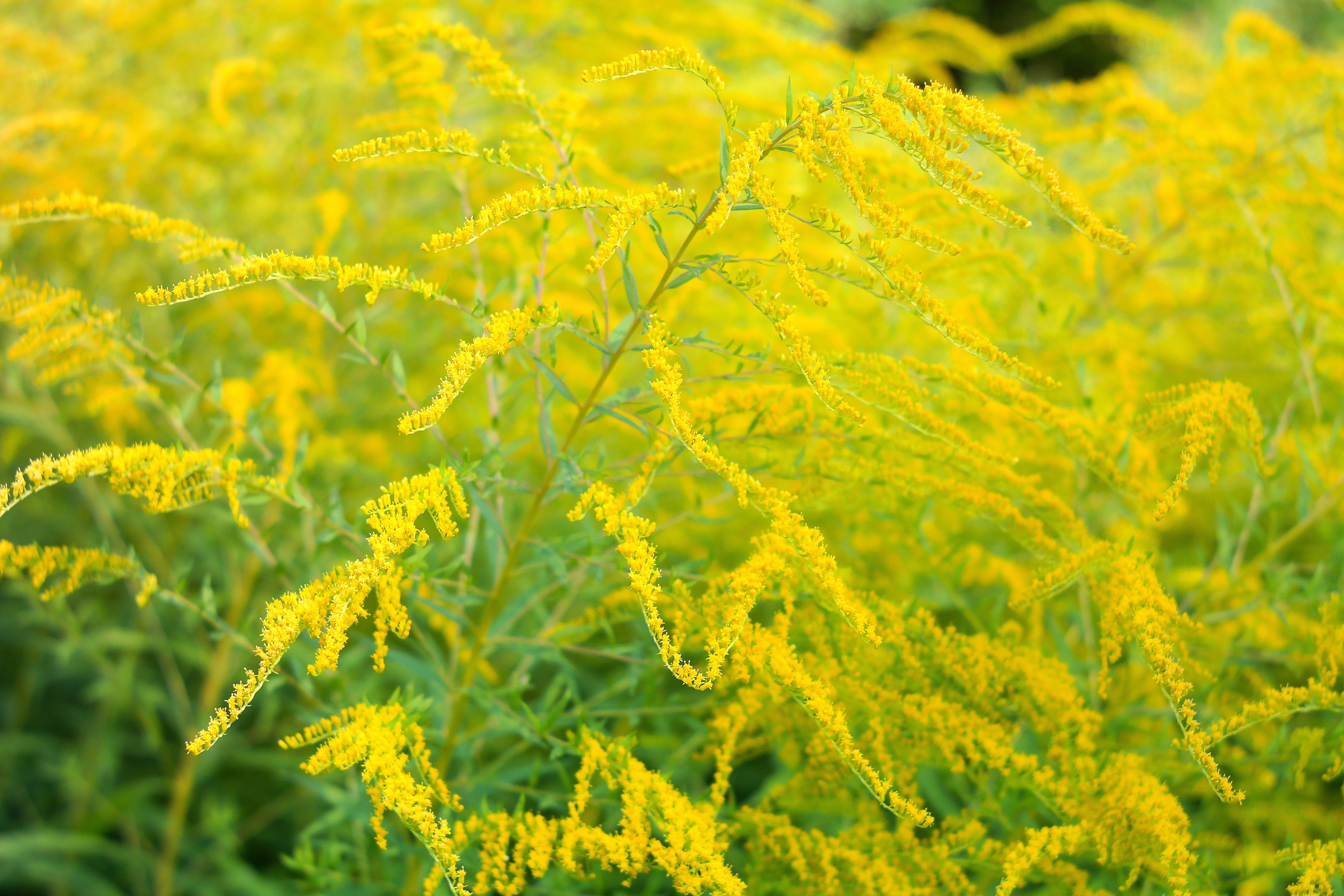 When Does Weed Allergy Go Away? | Allergy Defender