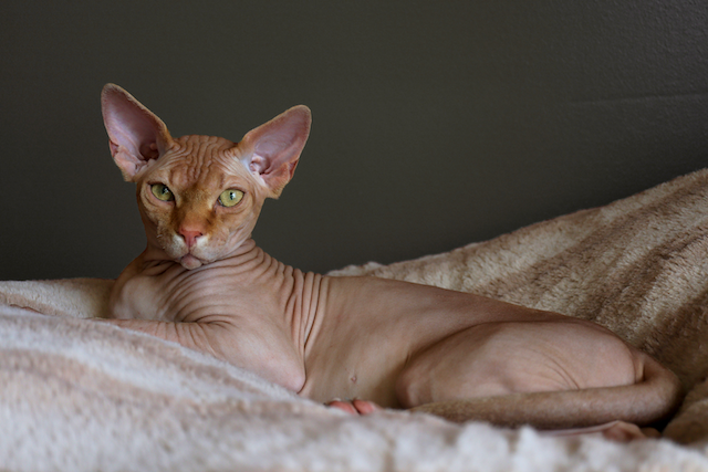 Fel d 1: The Protein Behind Cat Allergies | Allergy Defender
