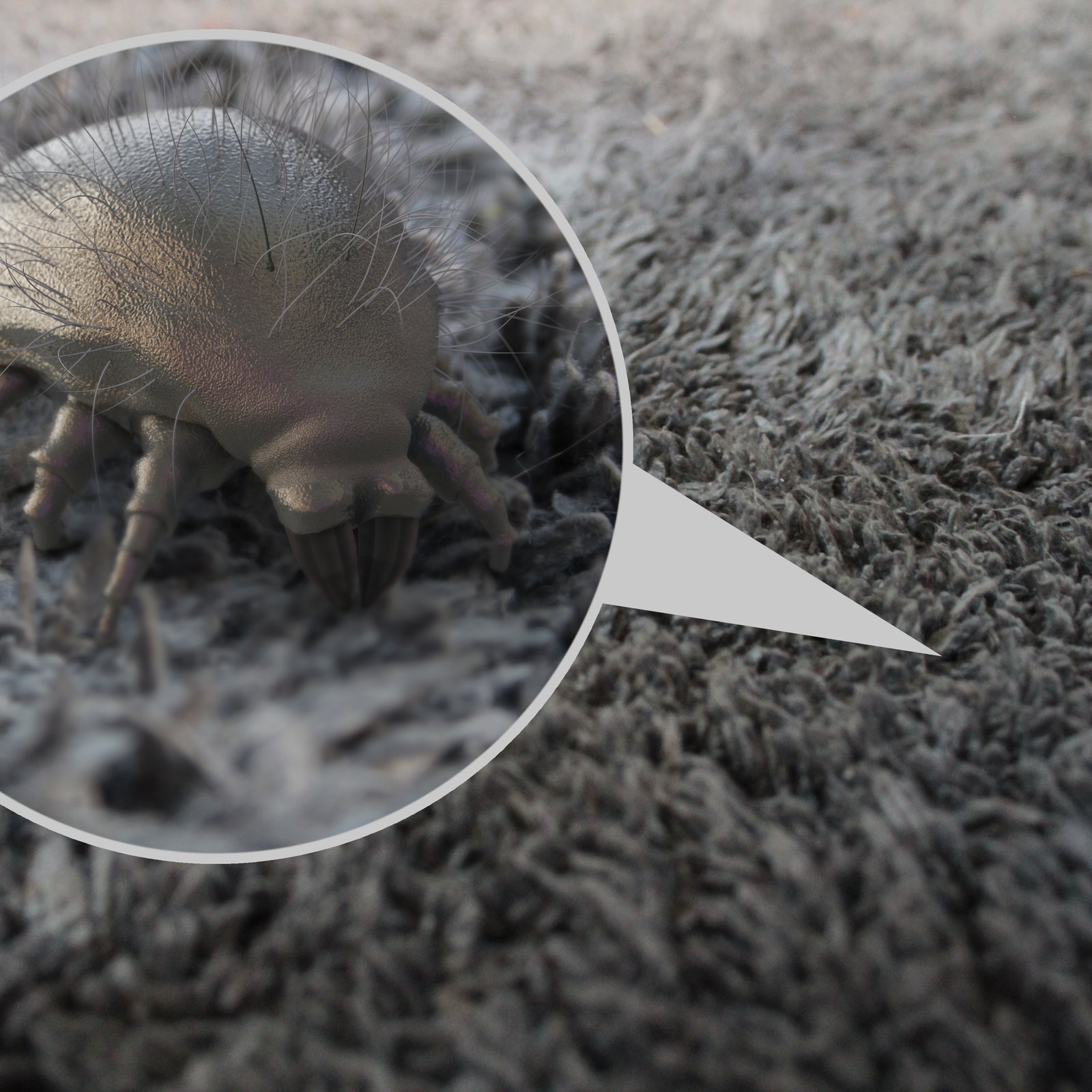Indoor Allergies- Pet Dander, Dust Mites | Allergy Defender