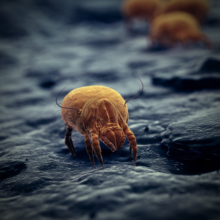 Indoor Allergies- Pet Dander, Dust Mites | Allergy Defender